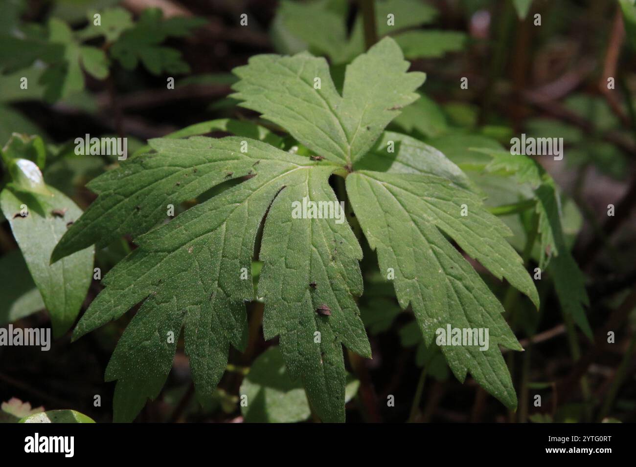 Hydrophyllum tenuipes hi-res stock photography and images - Alamy