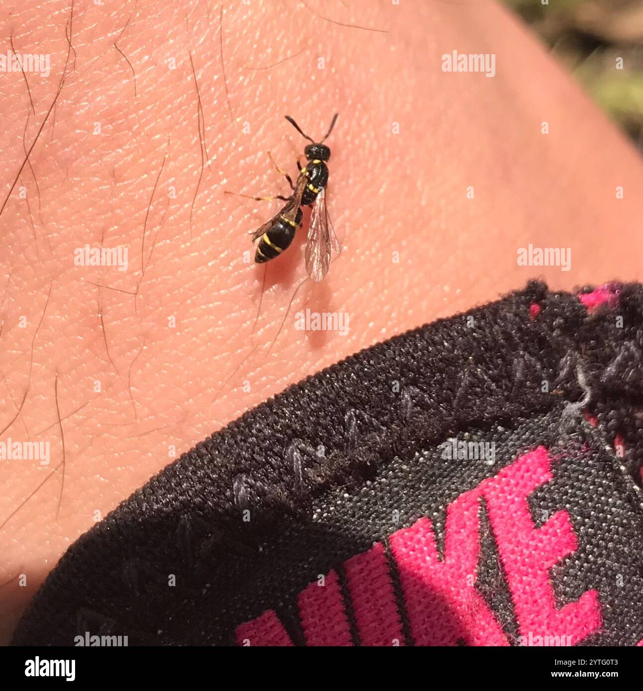 Canadian Potter Wasp (Symmorphus canadensis Stock Photo - Alamy