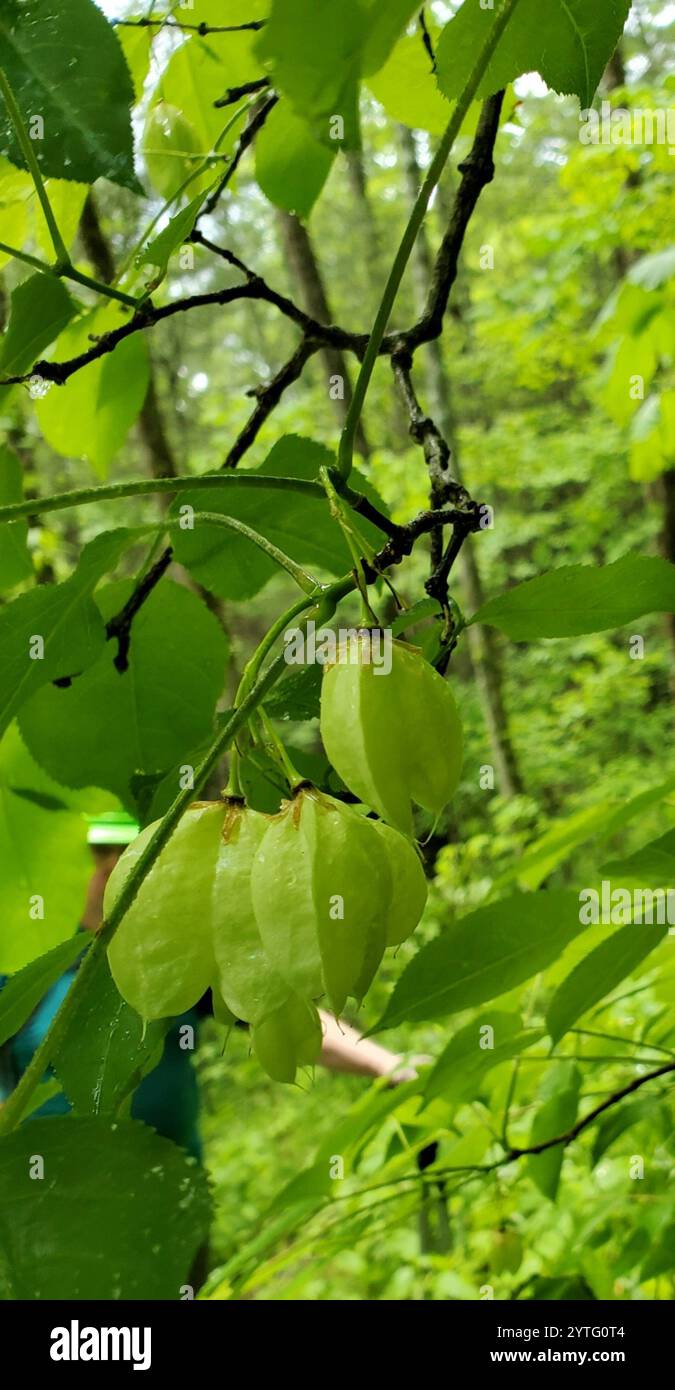 American bladdernut (Staphylea trifolia Stock Photo - Alamy