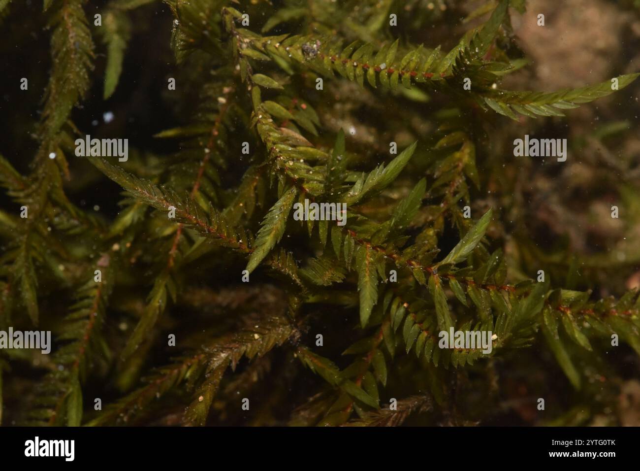 Fontinalis antipyretica willow moss hi-res stock photography and images ...