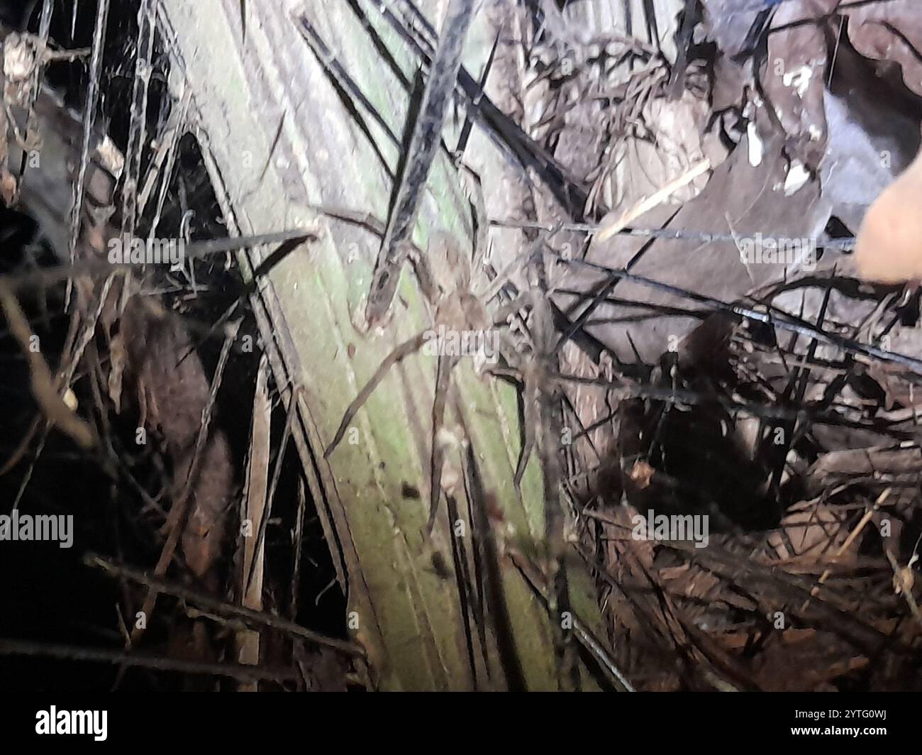 Wolf Spiders and Allies (Lycosoidea Stock Photo - Alamy