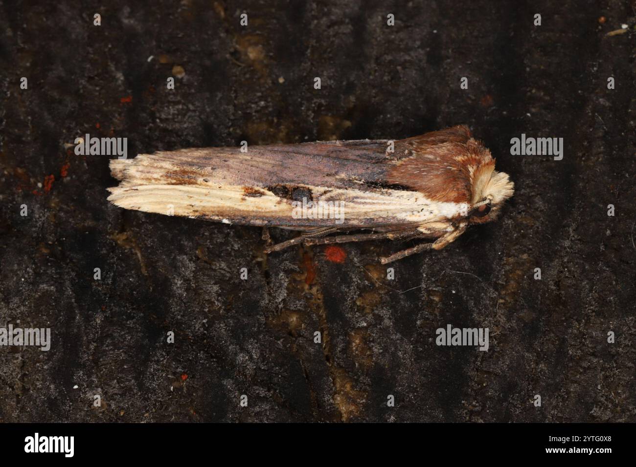 Dot-and-Dash Swordgrass Moth (Xylena curvimacula Stock Photo - Alamy