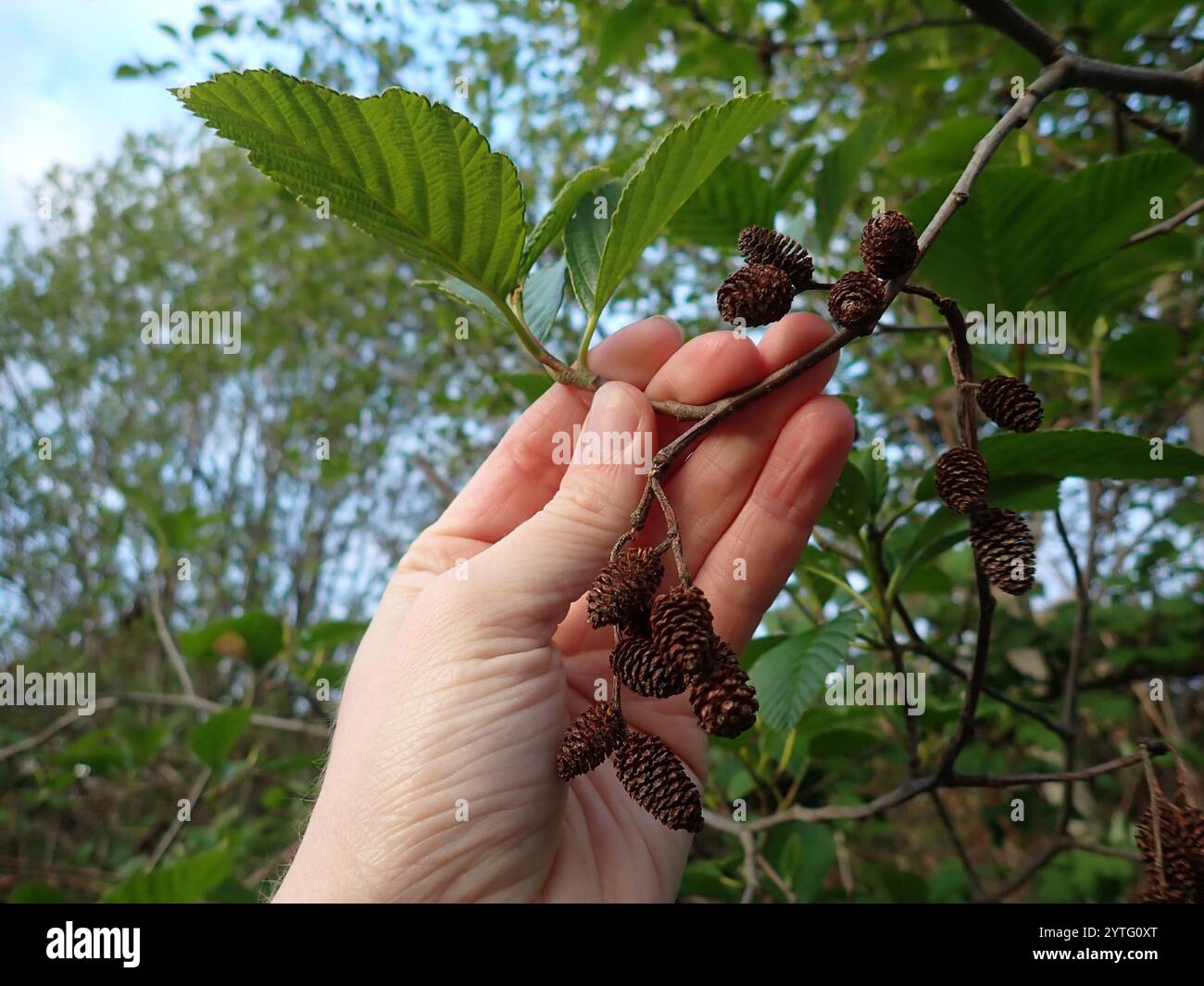 Red Alder (Alnus rubra Stock Photo - Alamy