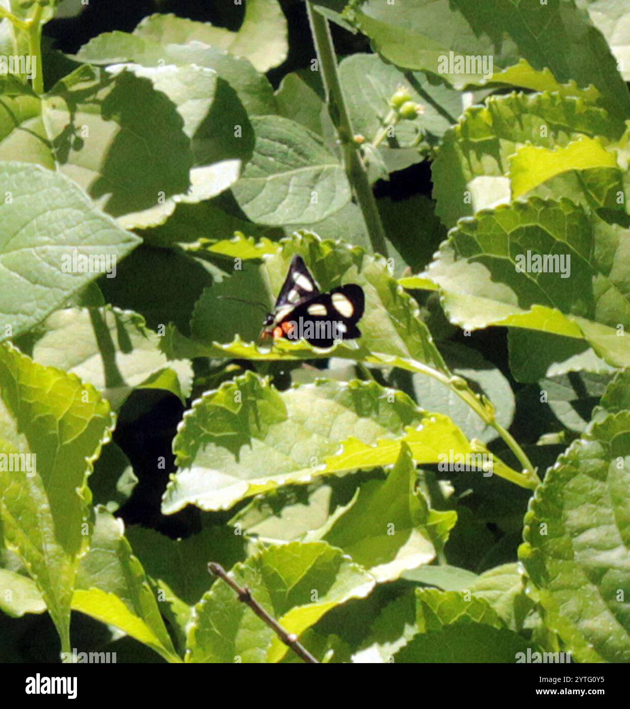 Eight-spotted Forester Moth (Alypia octomaculata Stock Photo - Alamy