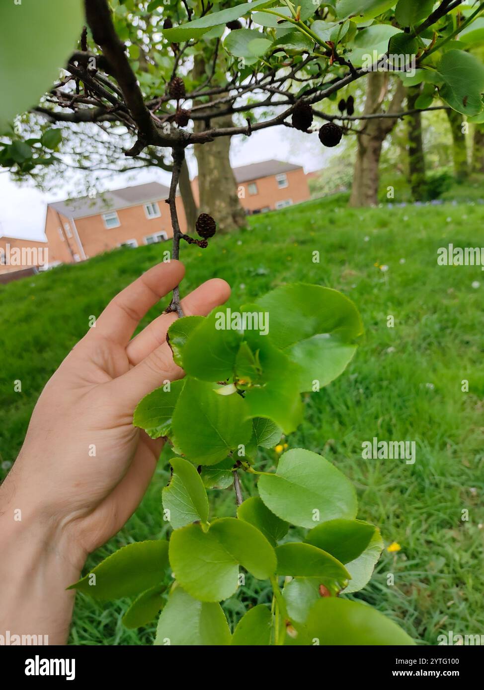 Italian alder (Alnus cordata Stock Photo - Alamy