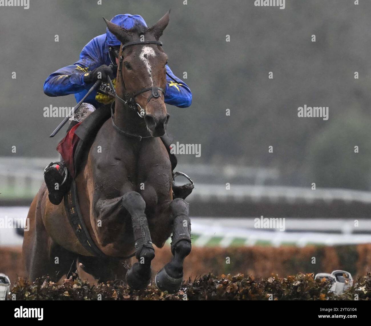 Good look charm horse hi-res stock photography and images - Alamy