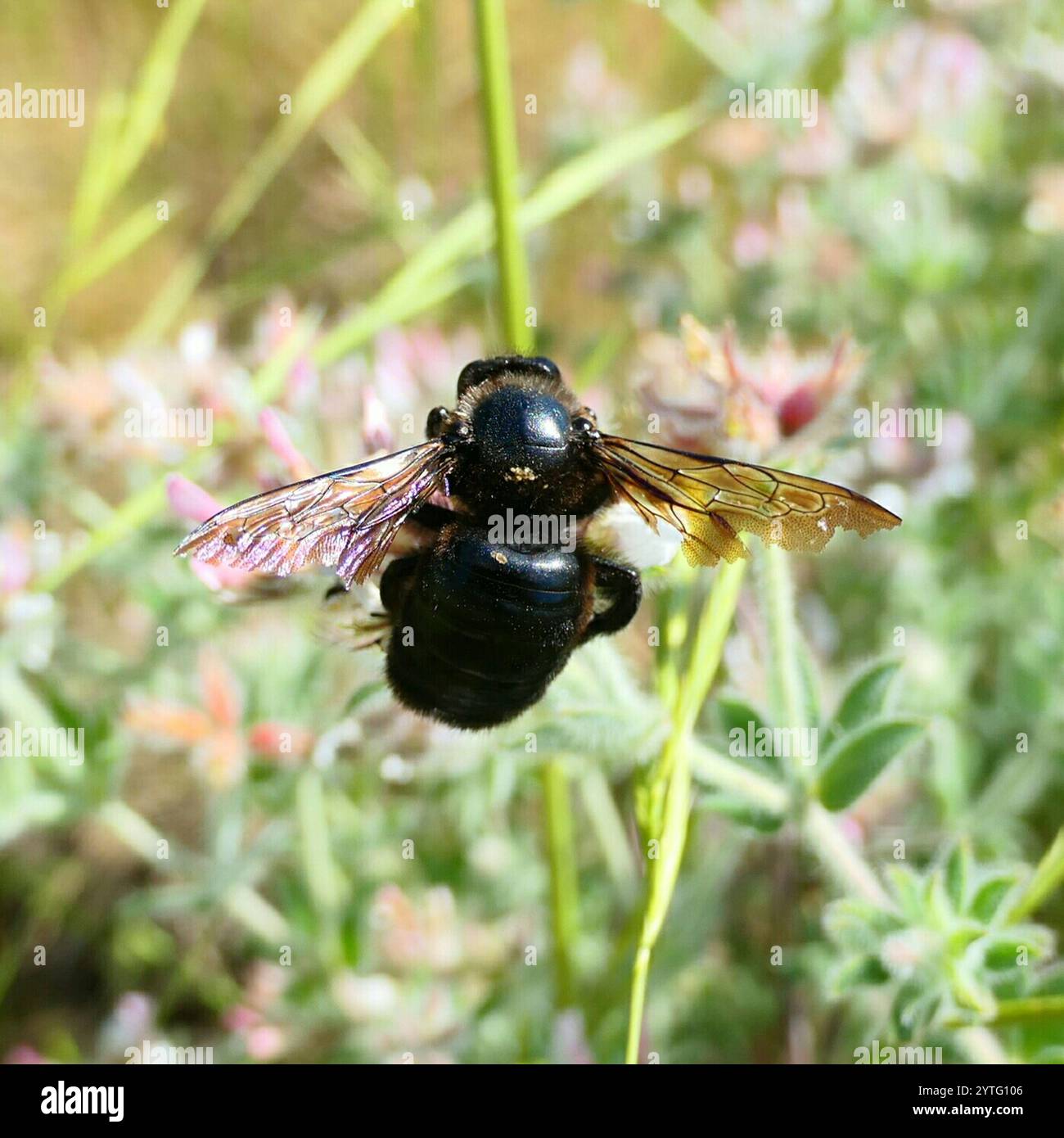 Violet Carpenter Bee (Xylocopa violacea Stock Photo - Alamy