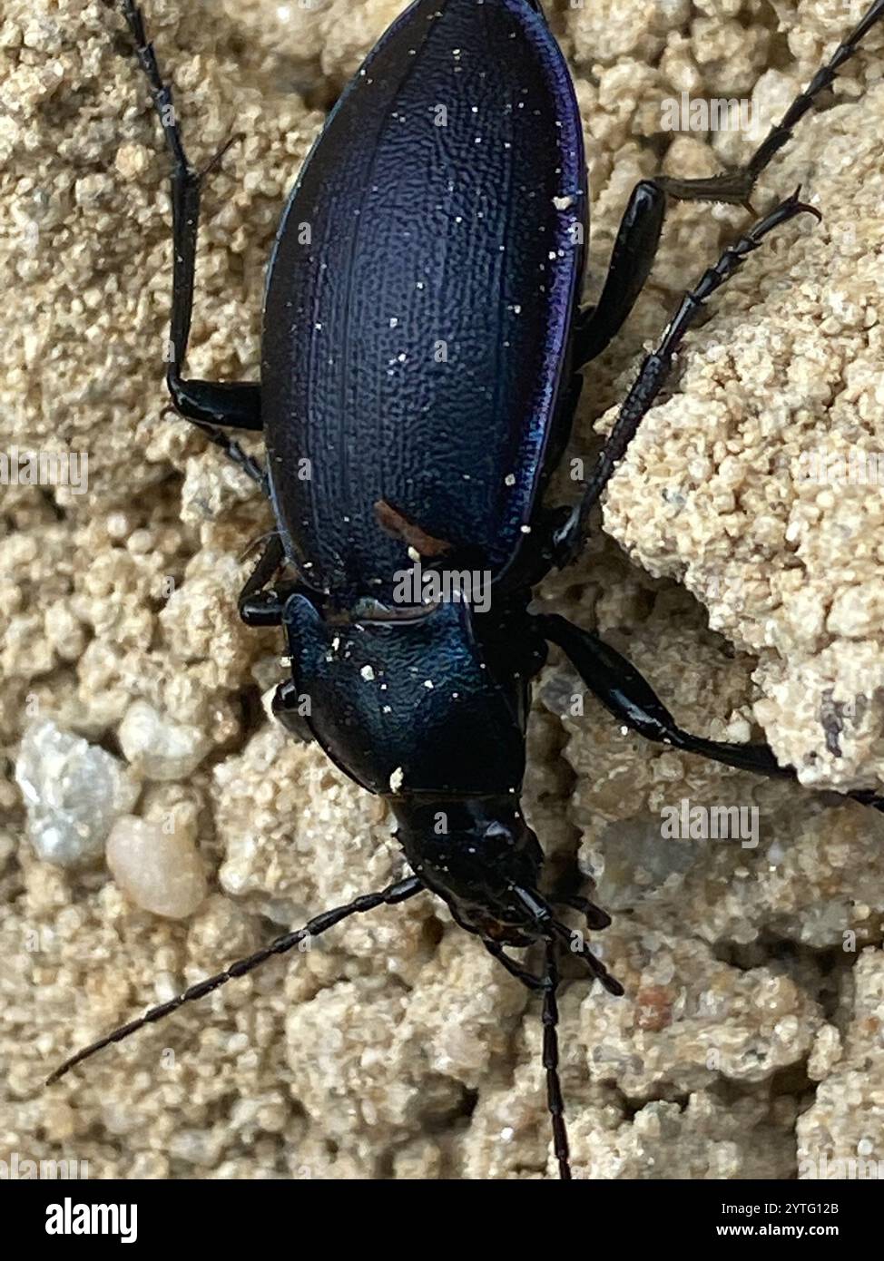 Violet ground beetle (Carabus violaceus Stock Photo - Alamy