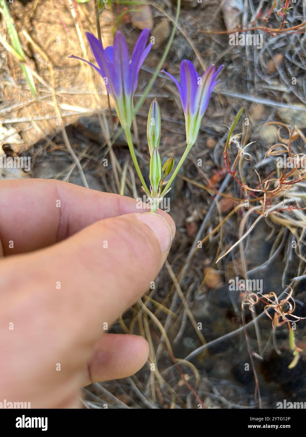 harvest brodiaea (Brodiaea elegans Stock Photo - Alamy