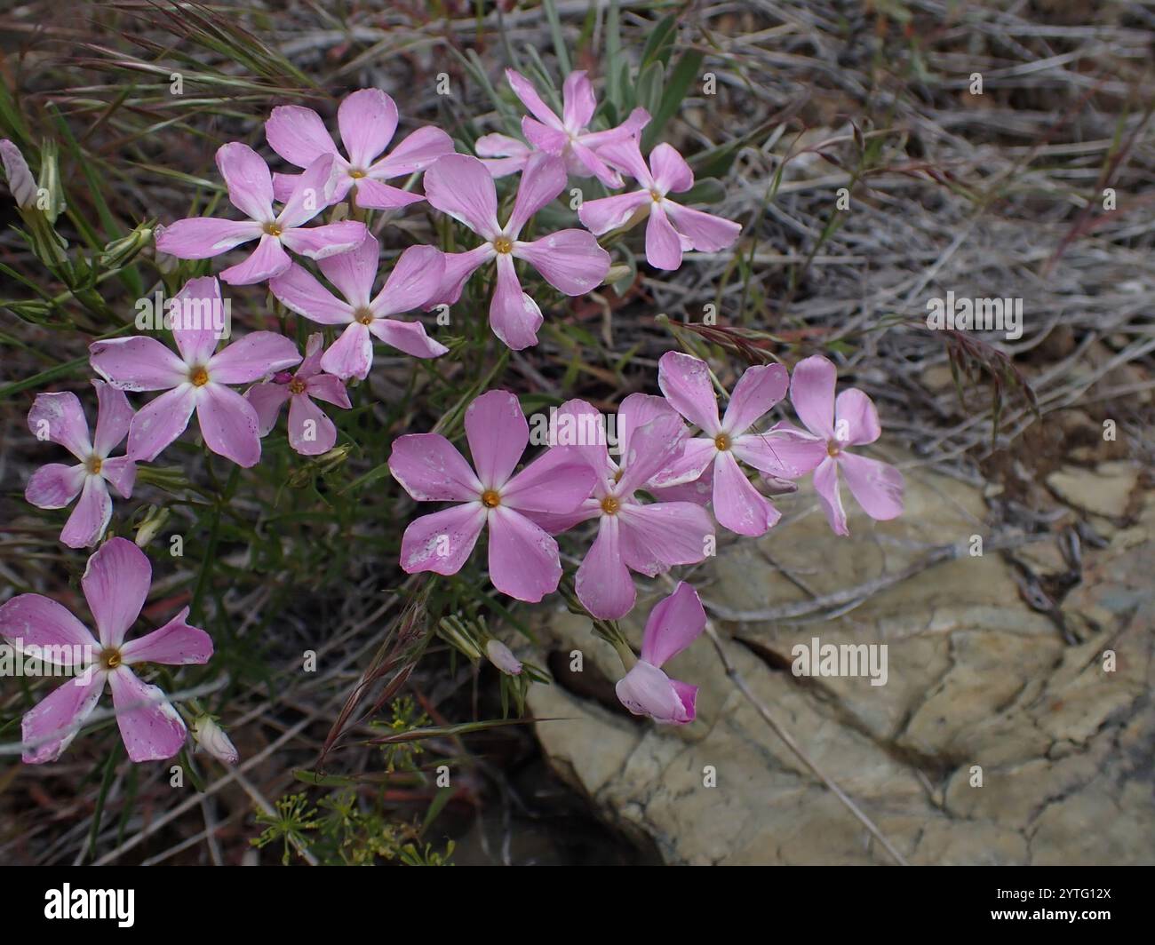 Longleaf Phlox (Phlox longifolia Stock Photo - Alamy