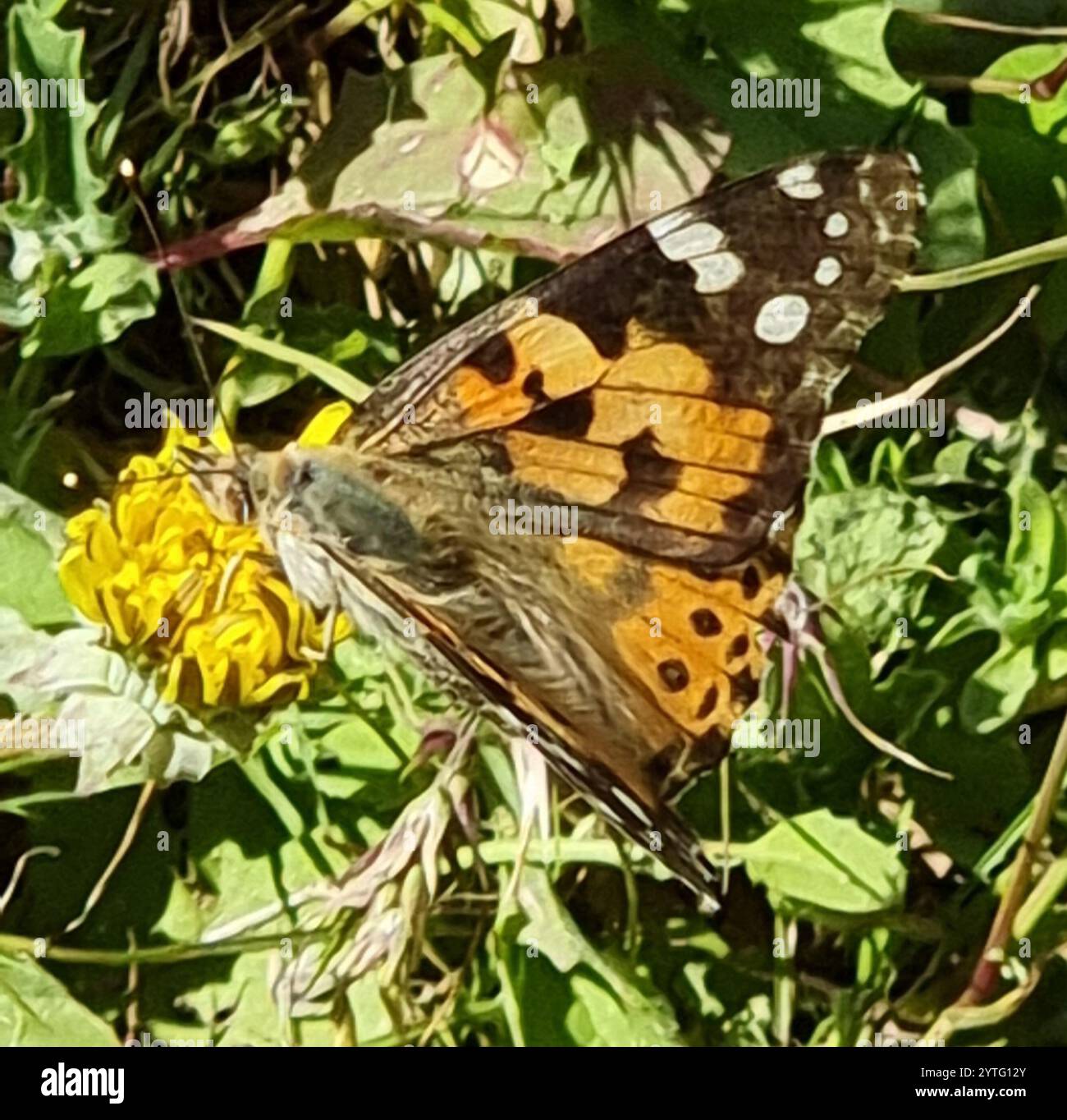 Painted Lady (Vanessa cardui Stock Photo - Alamy
