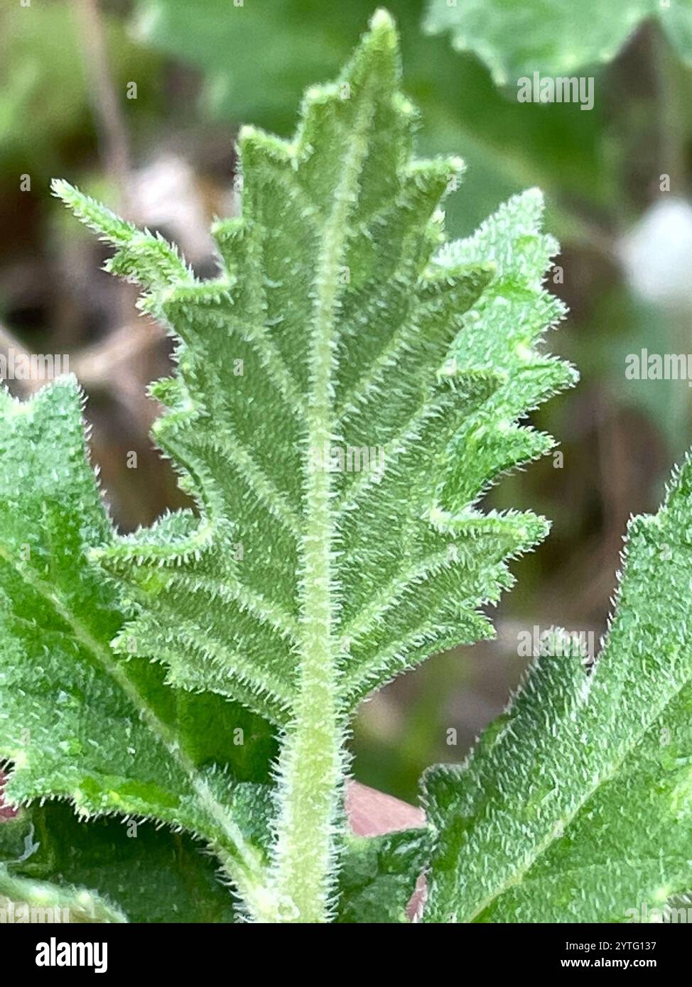 Stick-Leaf (Mentzelia oligosperma Stock Photo - Alamy