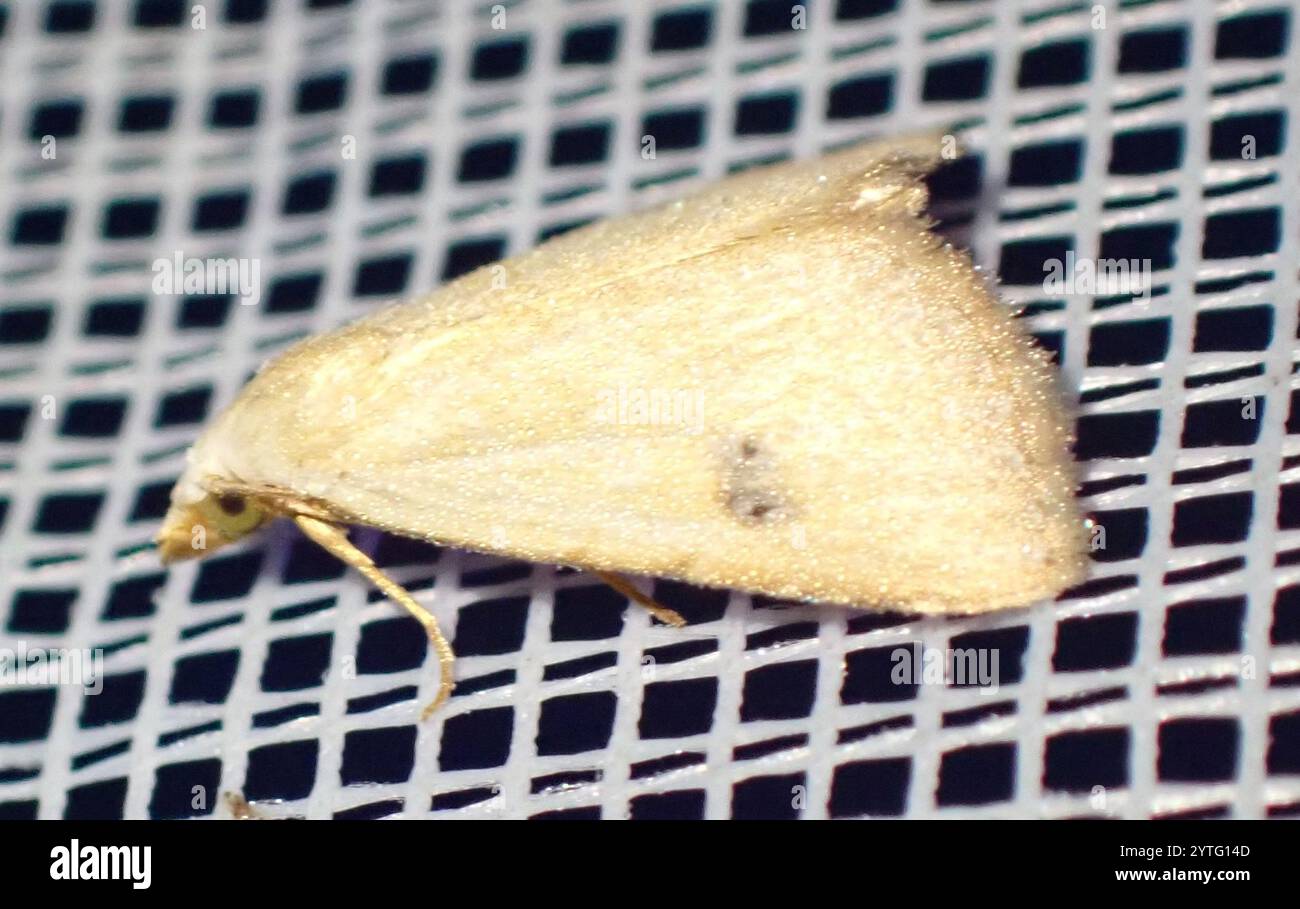 Straw Dot (Rivula sericealis Stock Photo - Alamy