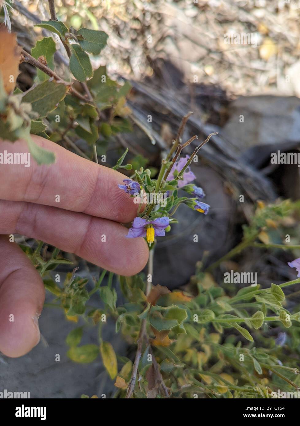 purple nightshade (Solanum xanti Stock Photo - Alamy