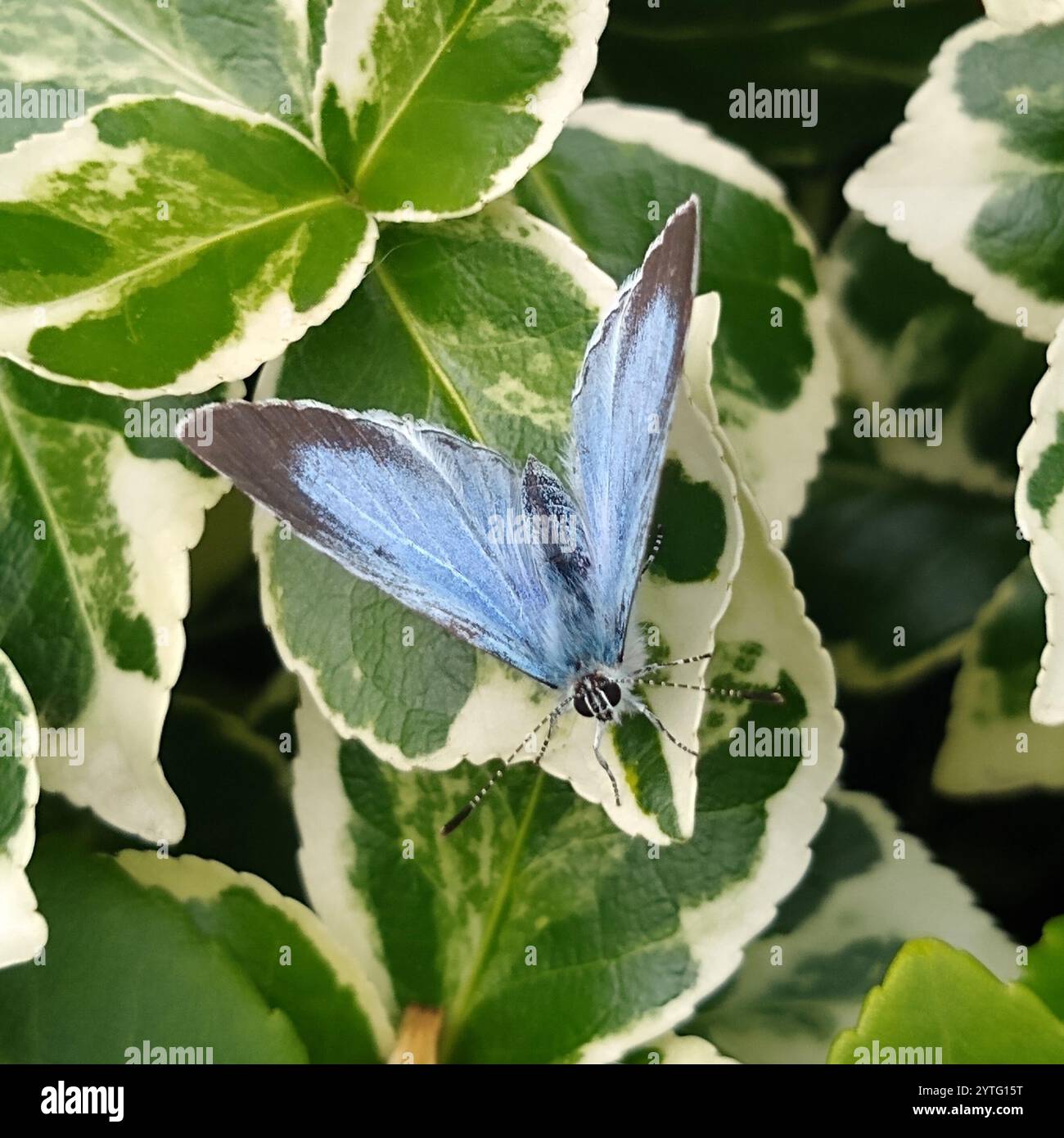 Holly Blue (Celastrina argiolus Stock Photo - Alamy