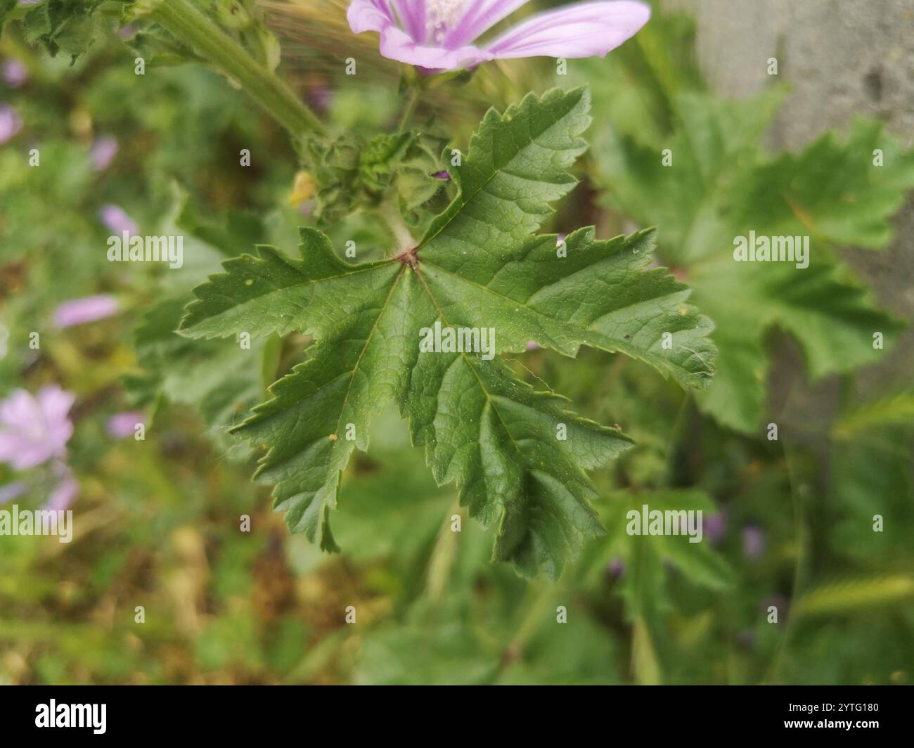 Common Mallow (Malva sylvestris Stock Photo - Alamy