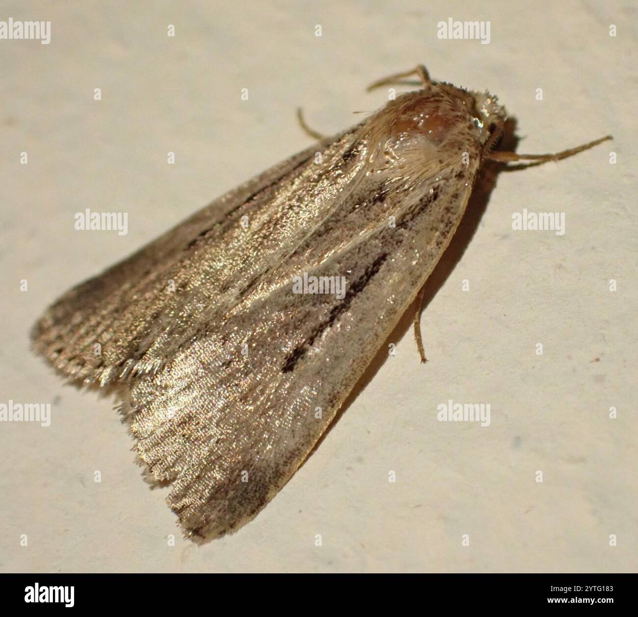 Owlet Moths and Allies (Noctuoidea Stock Photo - Alamy