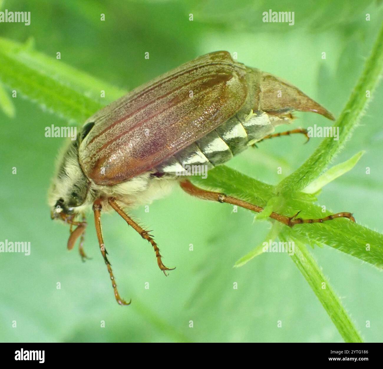 Common Cockchafer (Melolontha melolontha Stock Photo - Alamy