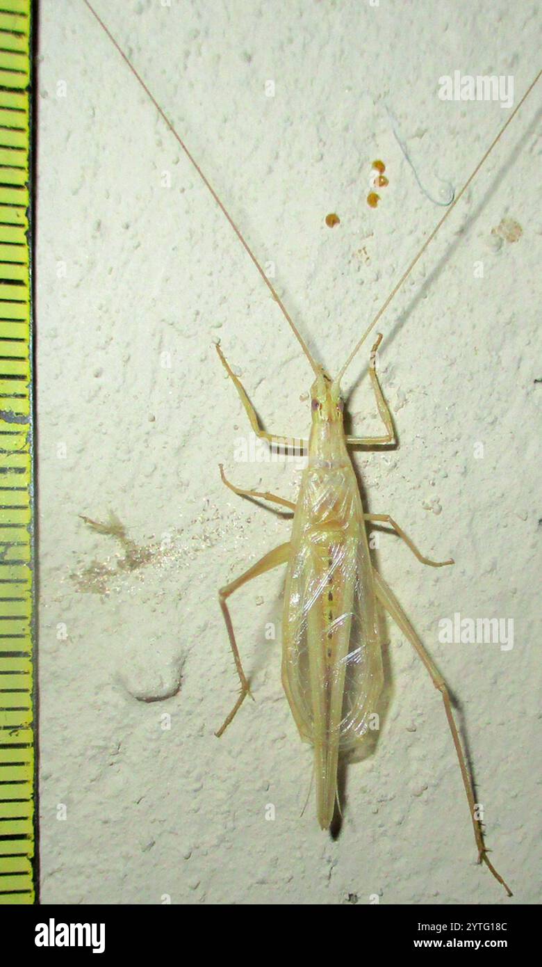 Common Tree Crickets (Oecanthus Stock Photo - Alamy