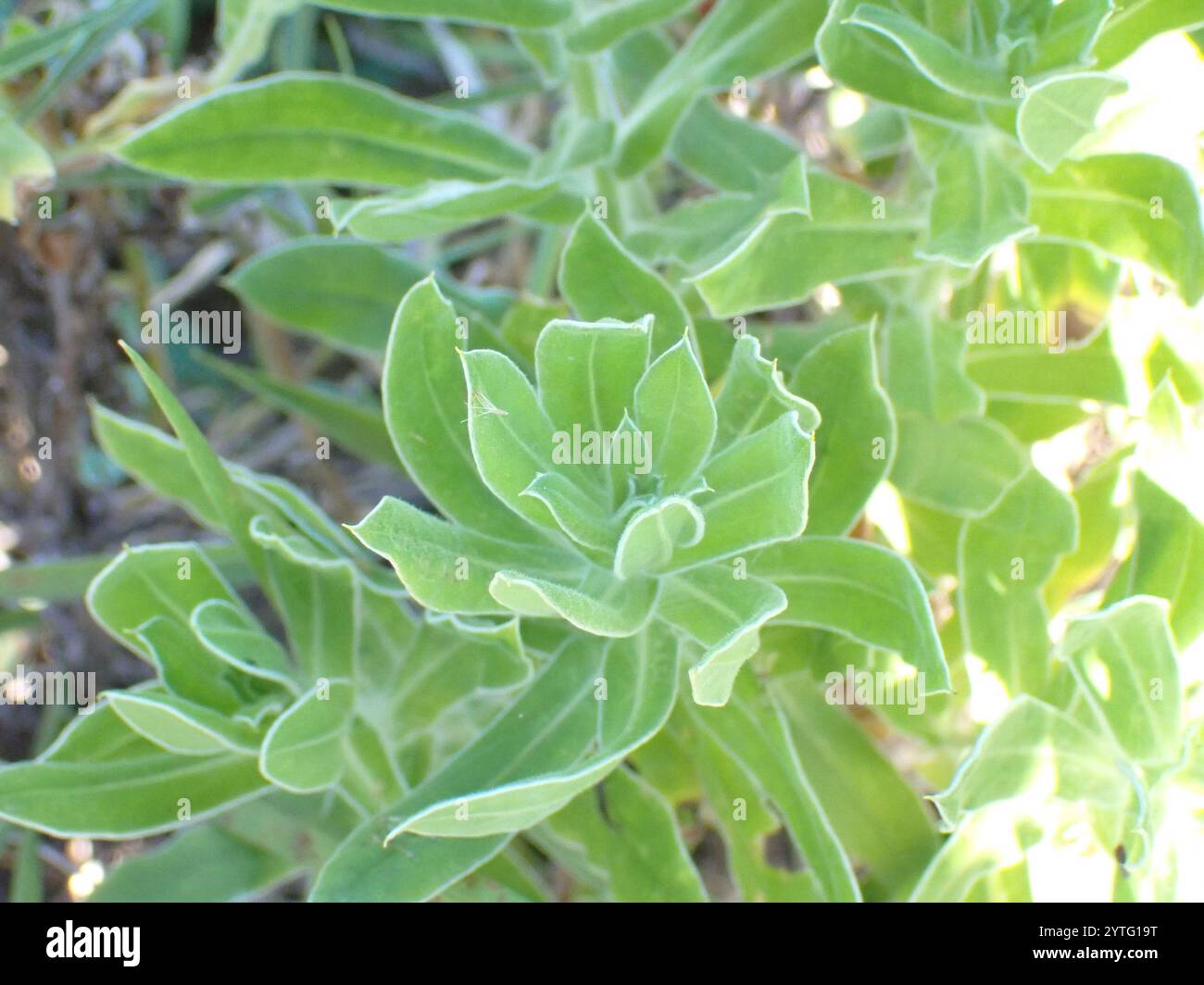 Bright Yellow Everlasting (Helichrysum aureum Stock Photo - Alamy