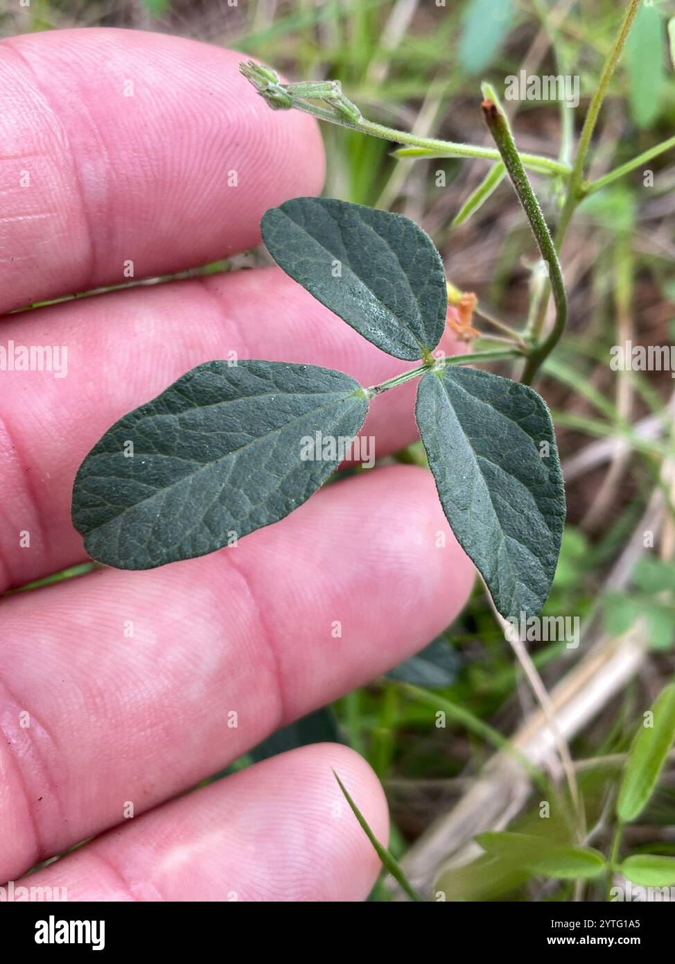 Texas Snoutbean (Rhynchosia senna Stock Photo - Alamy