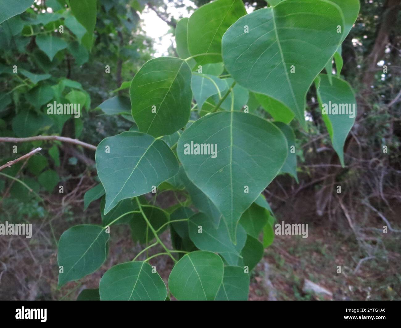 Chinese Tallow (Triadica sebifera Stock Photo - Alamy