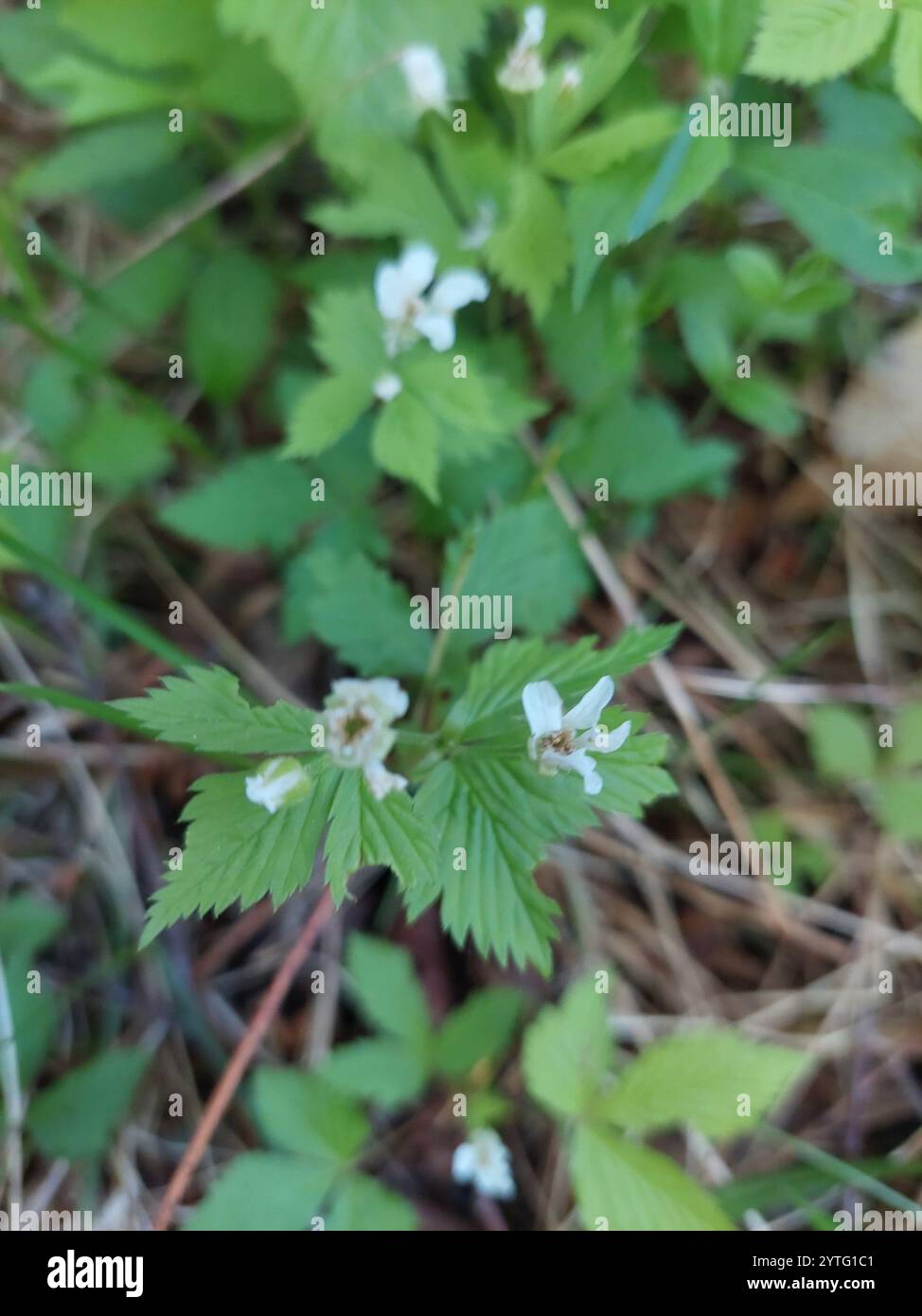 dwarf raspberry (Rubus pubescens Stock Photo - Alamy
