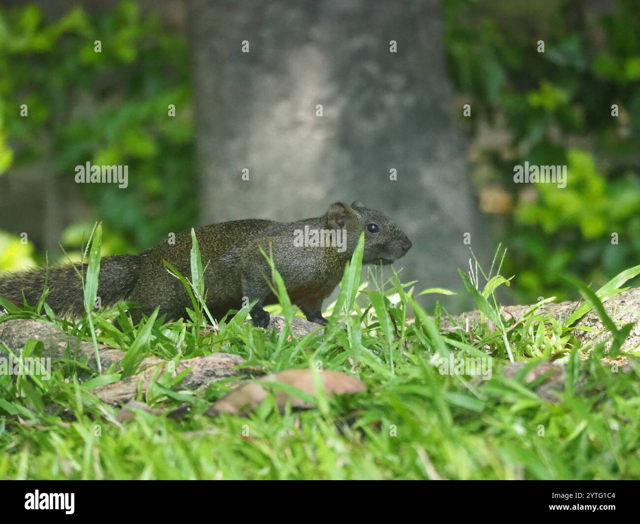 Taiwan Squirrel (Callosciurus erythraeus thaiwanensis Stock Photo - Alamy