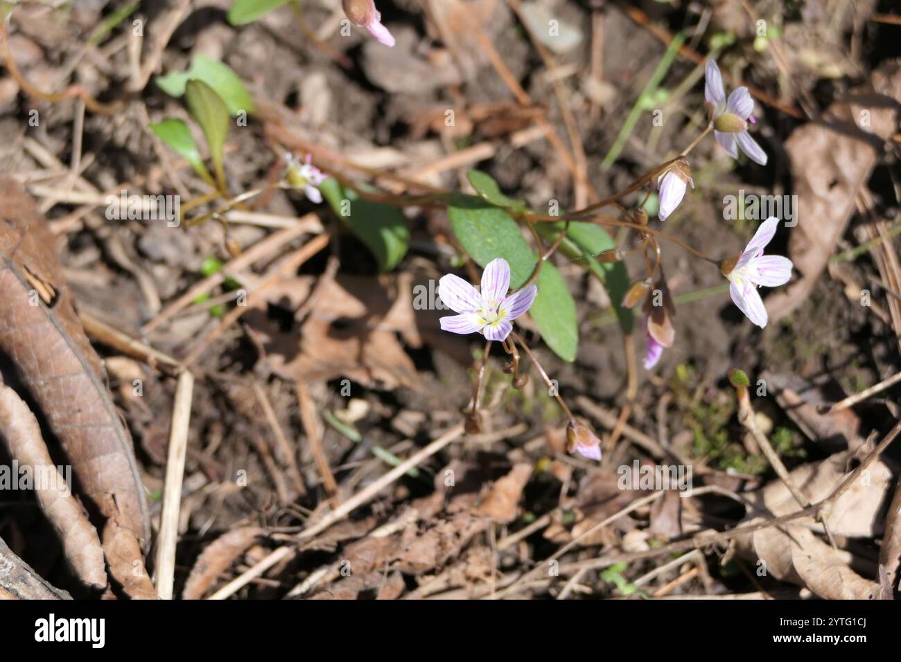 Carolina Springbeauty (Claytonia caroliniana Stock Photo - Alamy