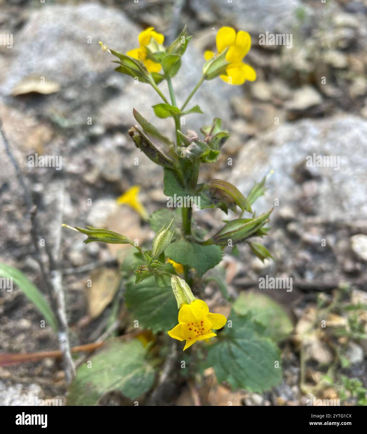 seep monkeyflower (Erythranthe guttata Stock Photo - Alamy