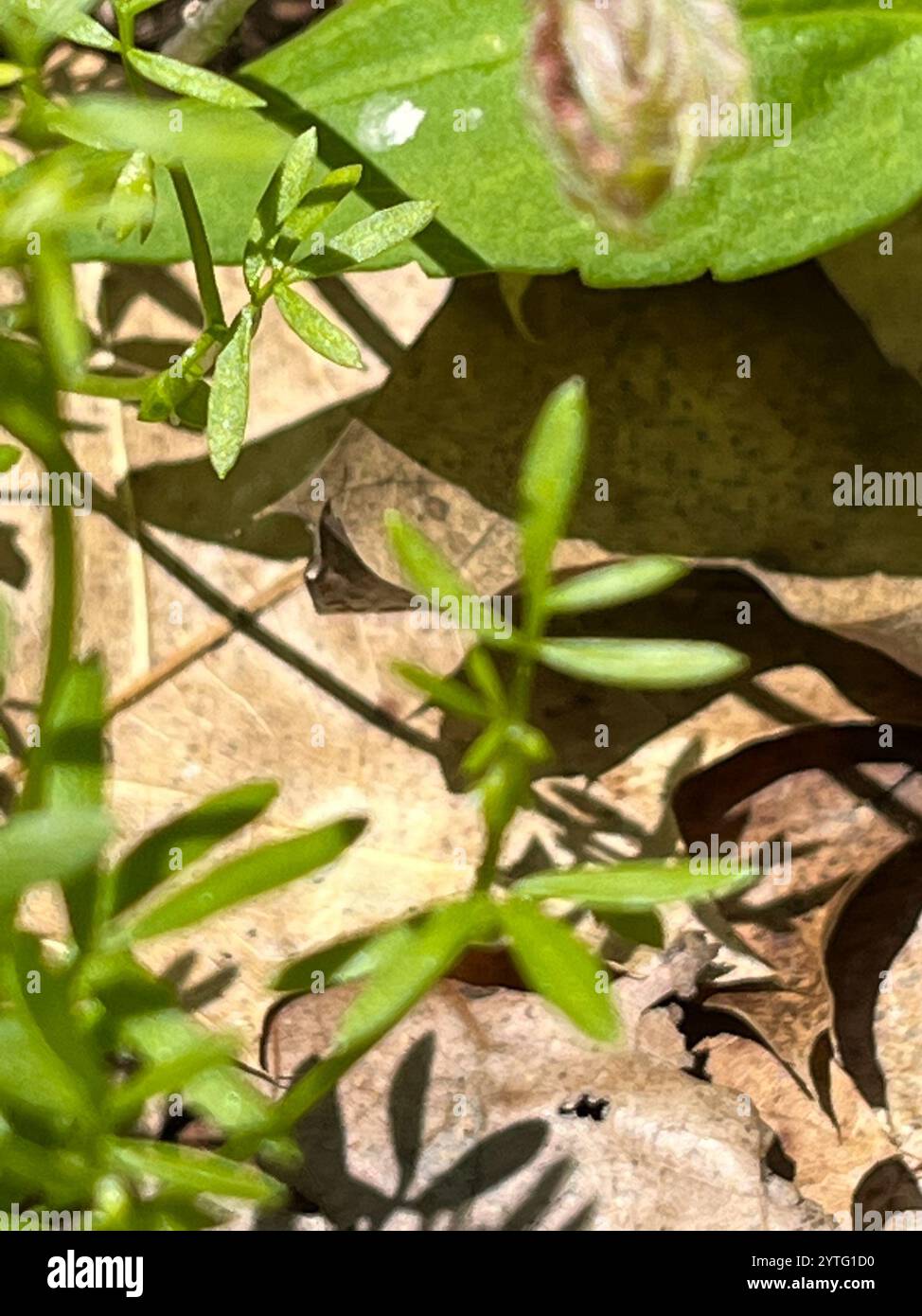 False mermaid hi-res stock photography and images - Alamy