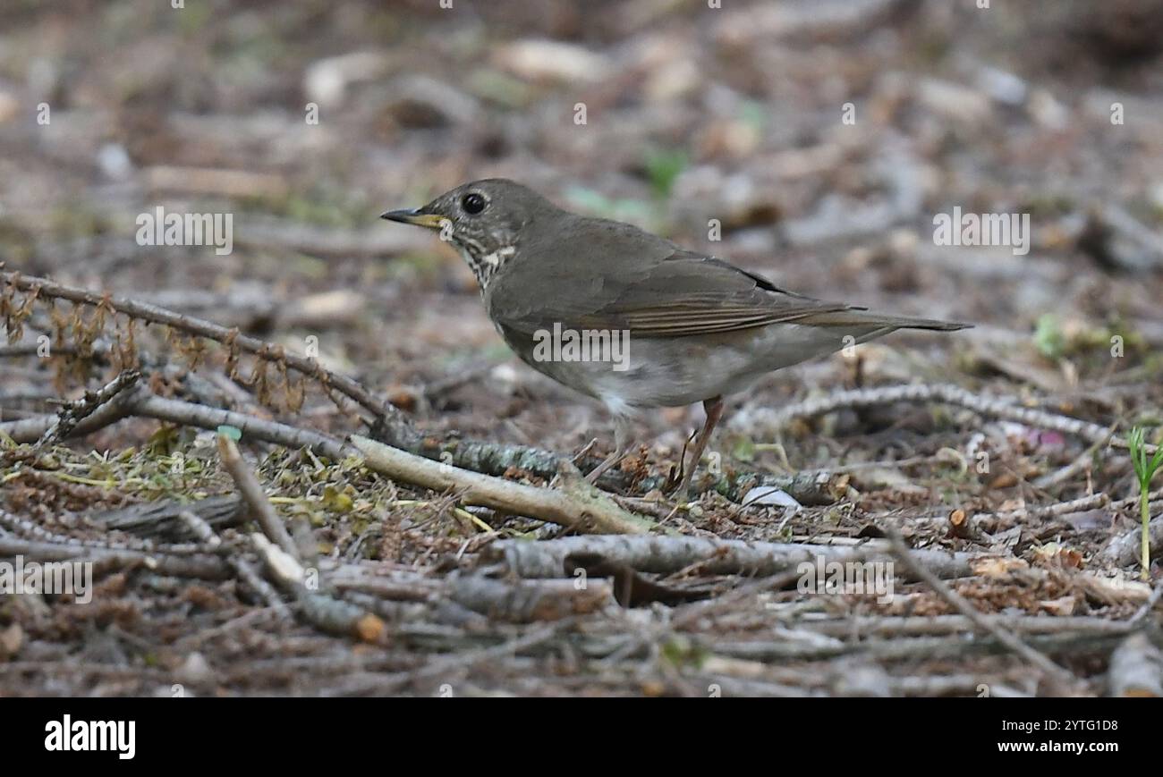 Gray cheeked thrush catharus minimus hi-res stock photography and ...
