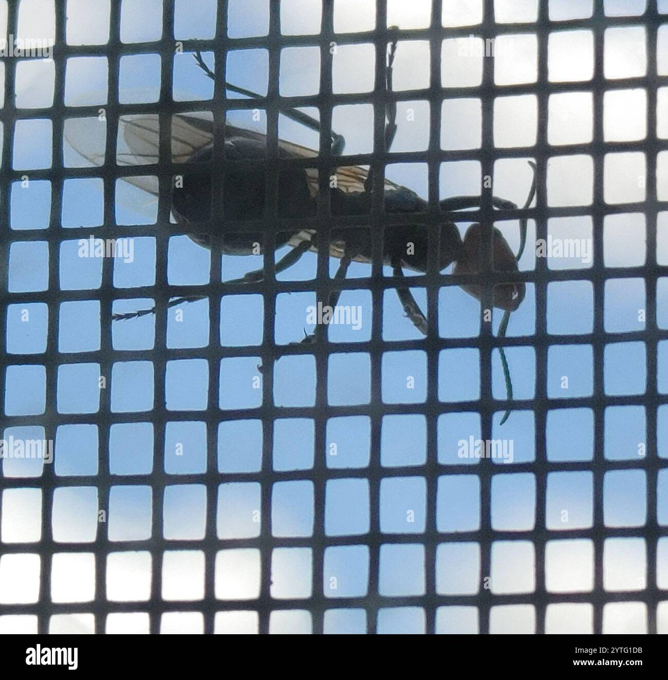 integra-group Field and Mound Ants (Formica integra Stock Photo - Alamy