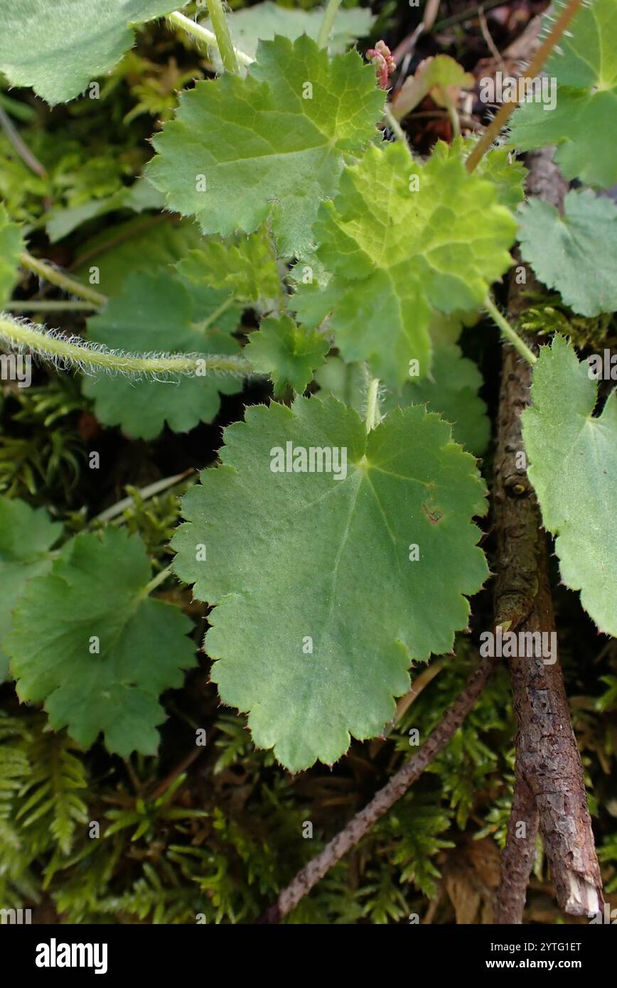 crevice alumroot (Heuchera micrantha Stock Photo - Alamy