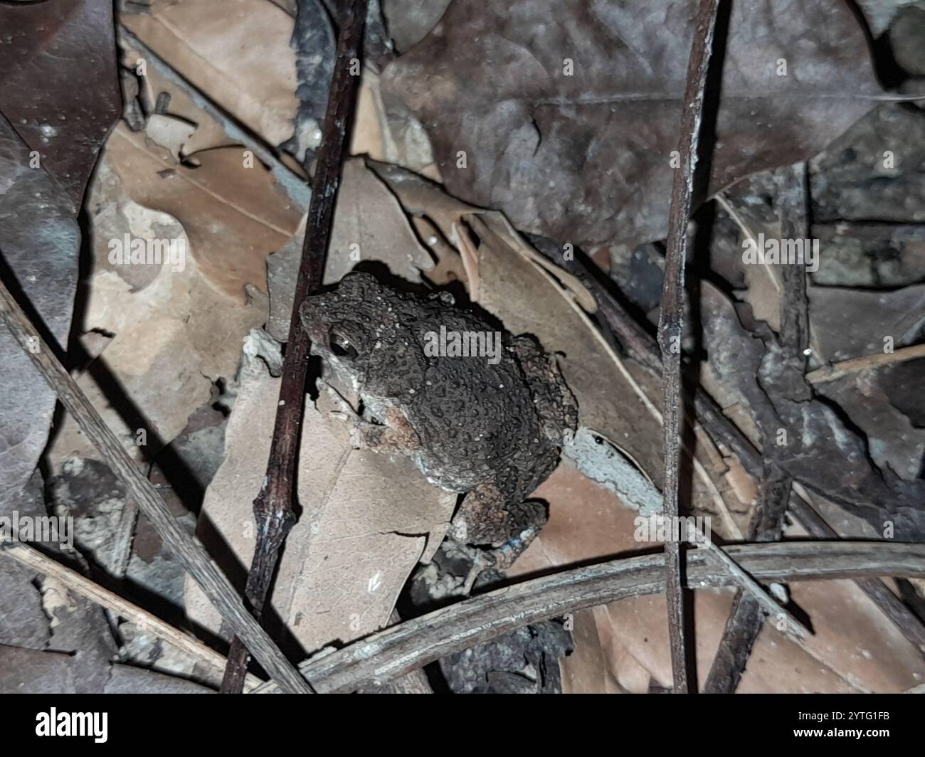 Tungara frog hi-res stock photography and images - Alamy