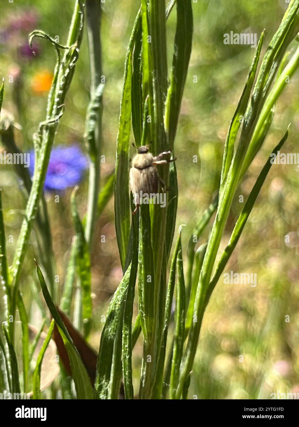 Grapevine Hoplia (Hoplia callipyge Stock Photo - Alamy