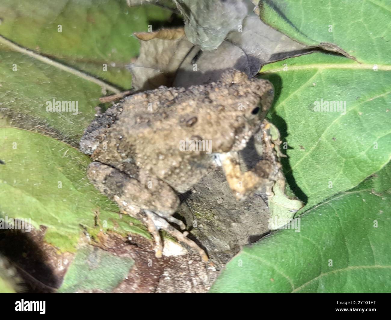Tungara frog hi-res stock photography and images - Alamy
