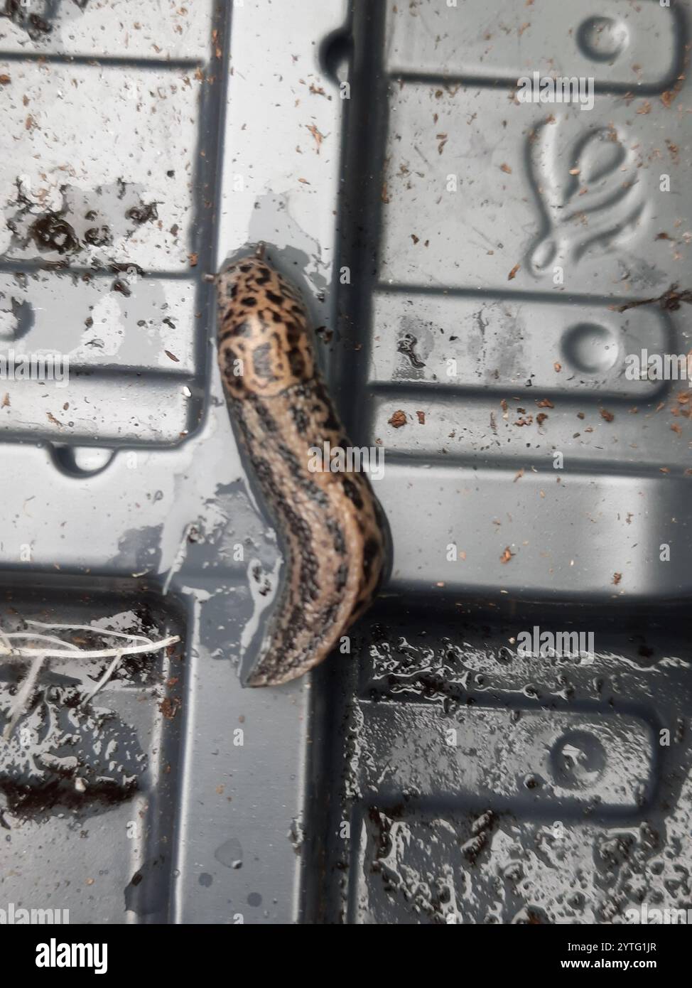 Leopard Slug (Limax maximus Stock Photo - Alamy
