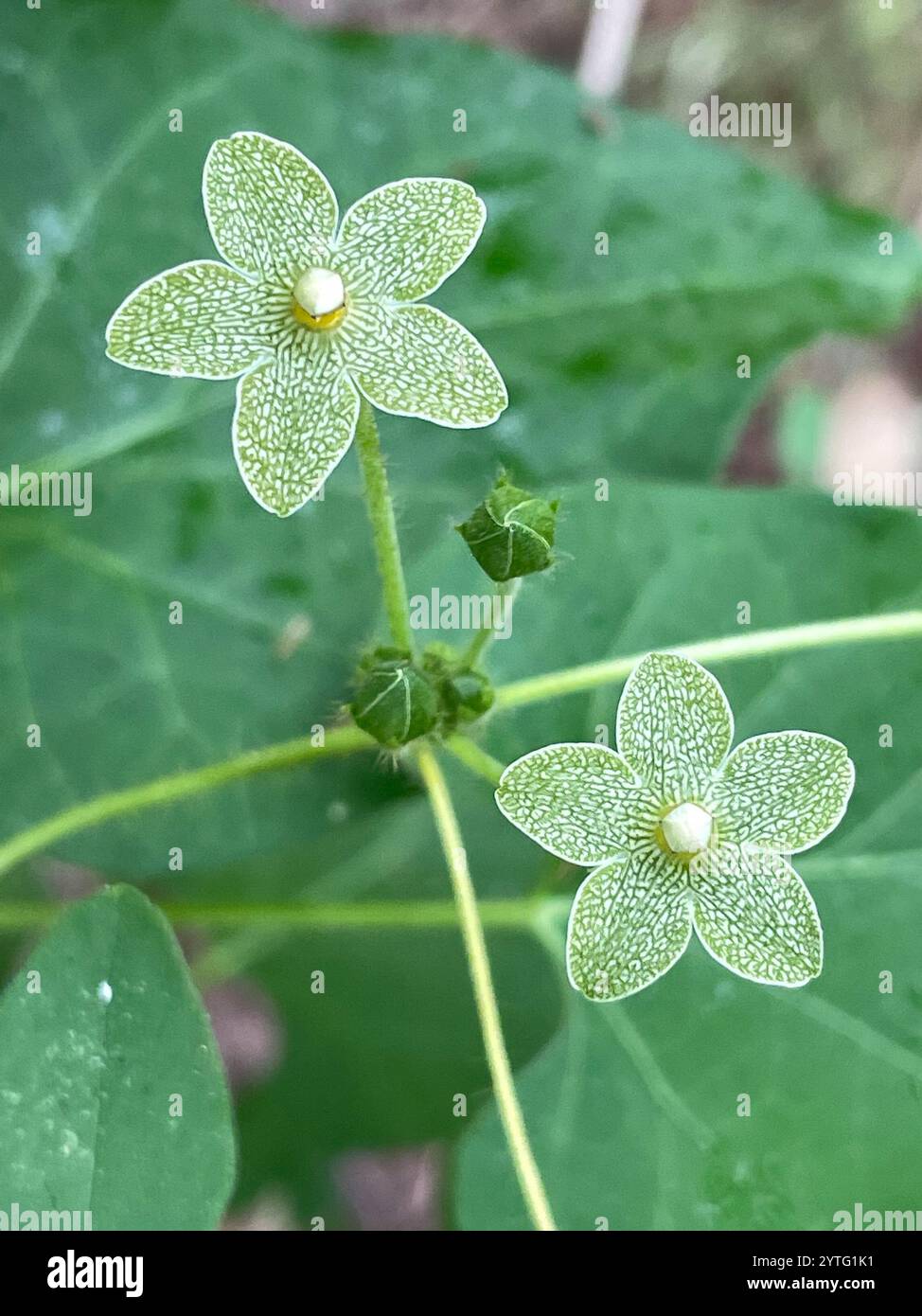 Pearl Milkweed (Matelea reticulata Stock Photo - Alamy