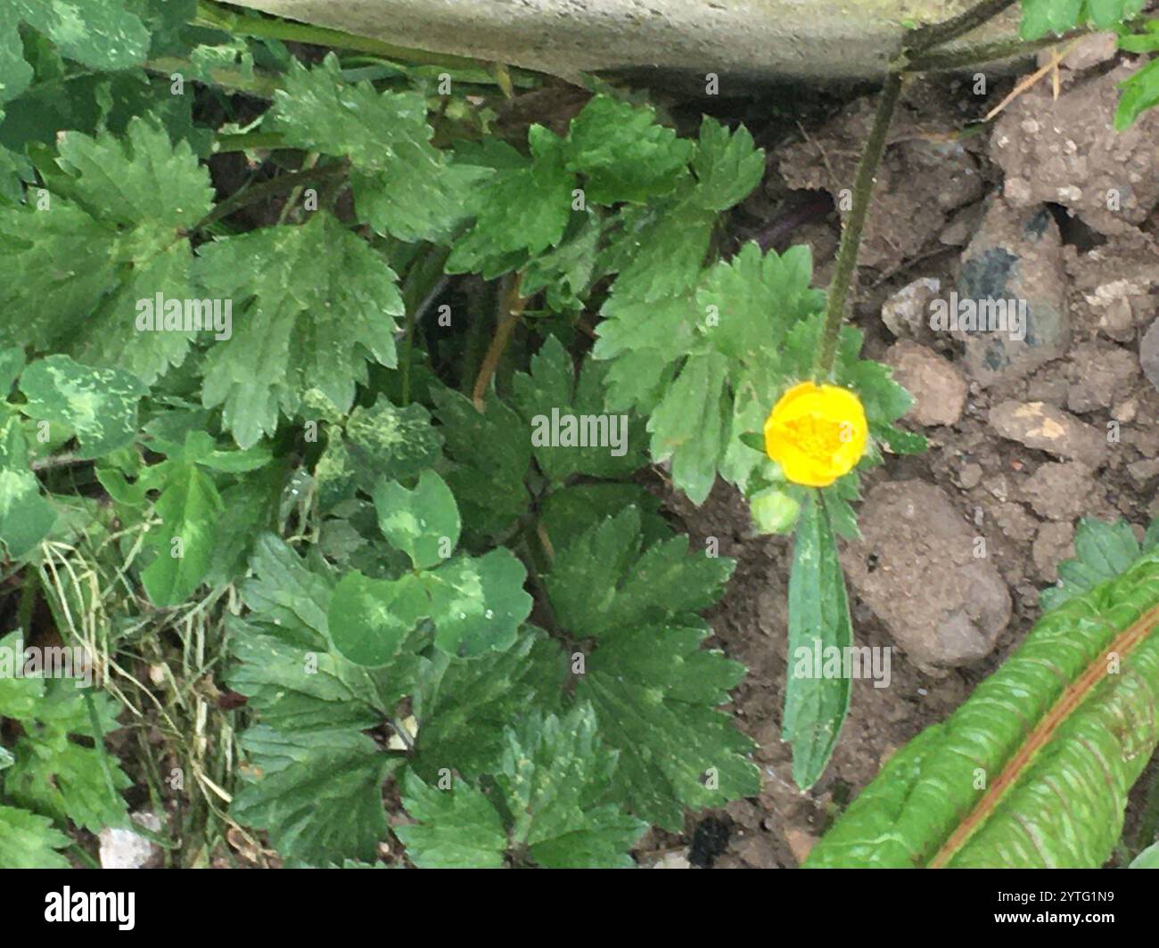 Creeping buttercup (Ranunculus repens Stock Photo - Alamy