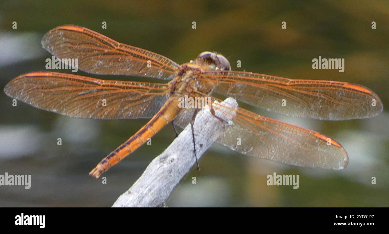 Golden winged skimmer hi-res stock photography and images - Alamy
