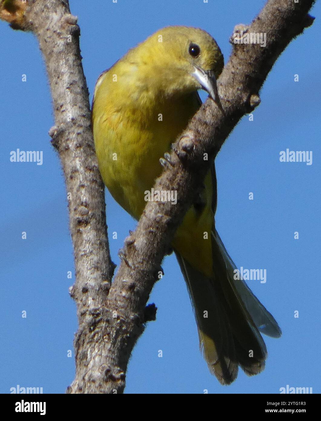 Orchard Oriole (Icterus spurius Stock Photo - Alamy
