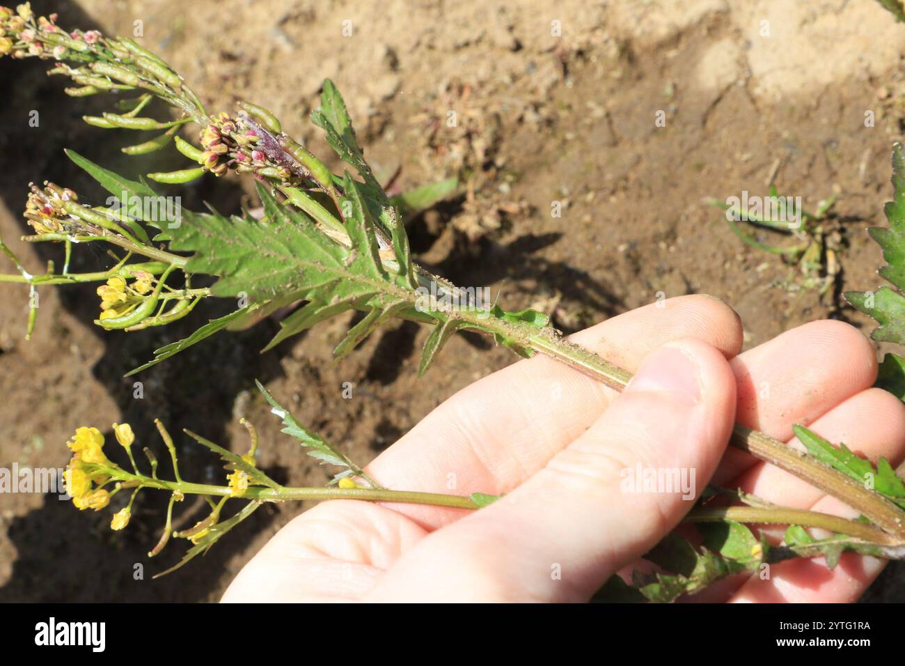 Bog Yellowcress (Rorippa palustris Stock Photo - Alamy
