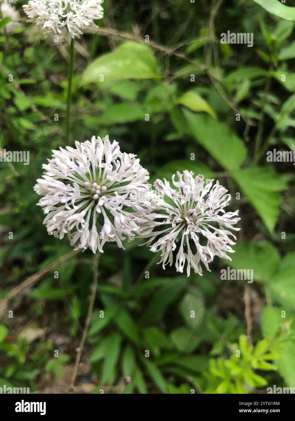 (Marshallia obovata obovata Stock Photo - Alamy