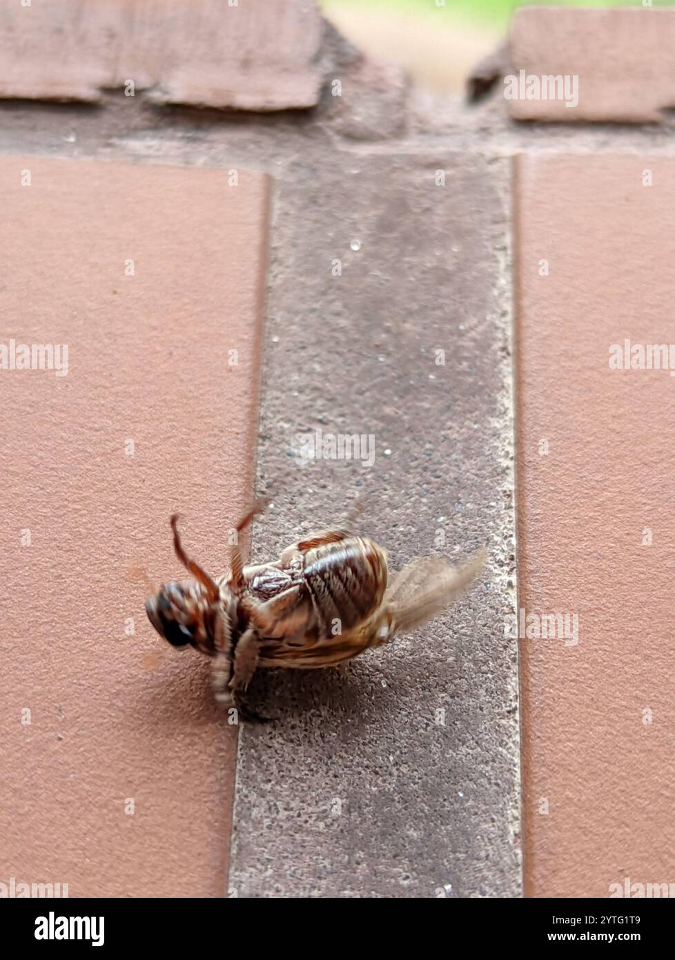 Adoretus hi-res stock photography and images - Alamy