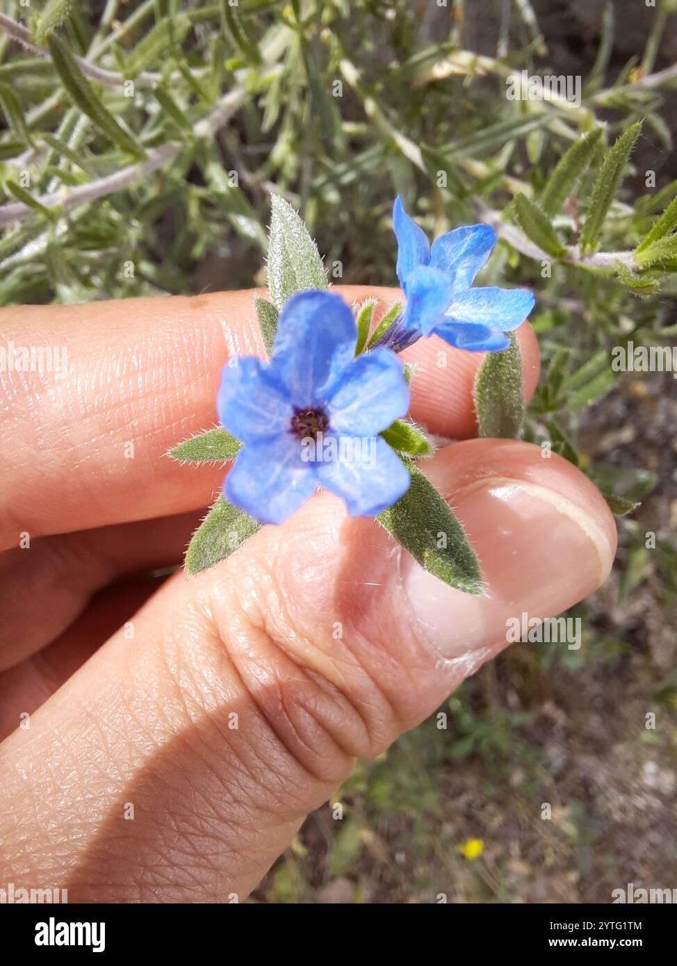 Lithodora fruticosa hi-res stock photography and images - Alamy
