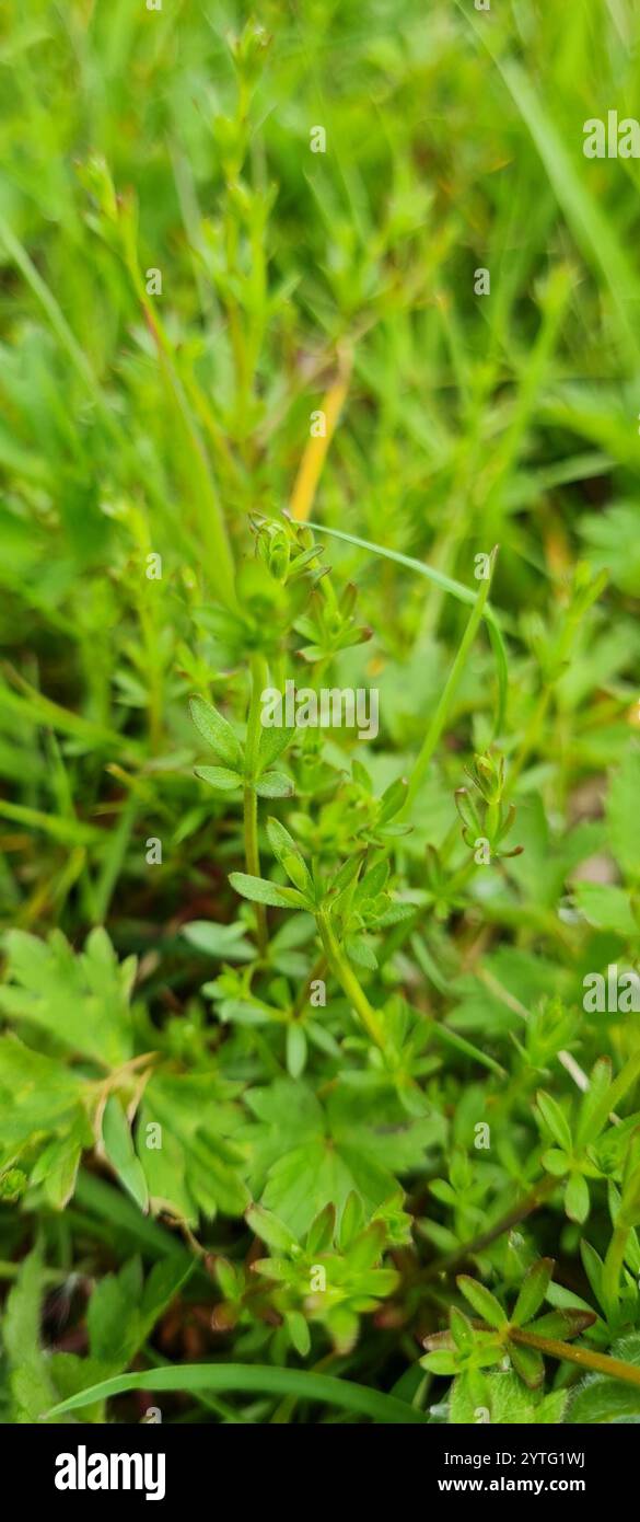 Common Marsh-bedstraw (Galium palustre Stock Photo - Alamy
