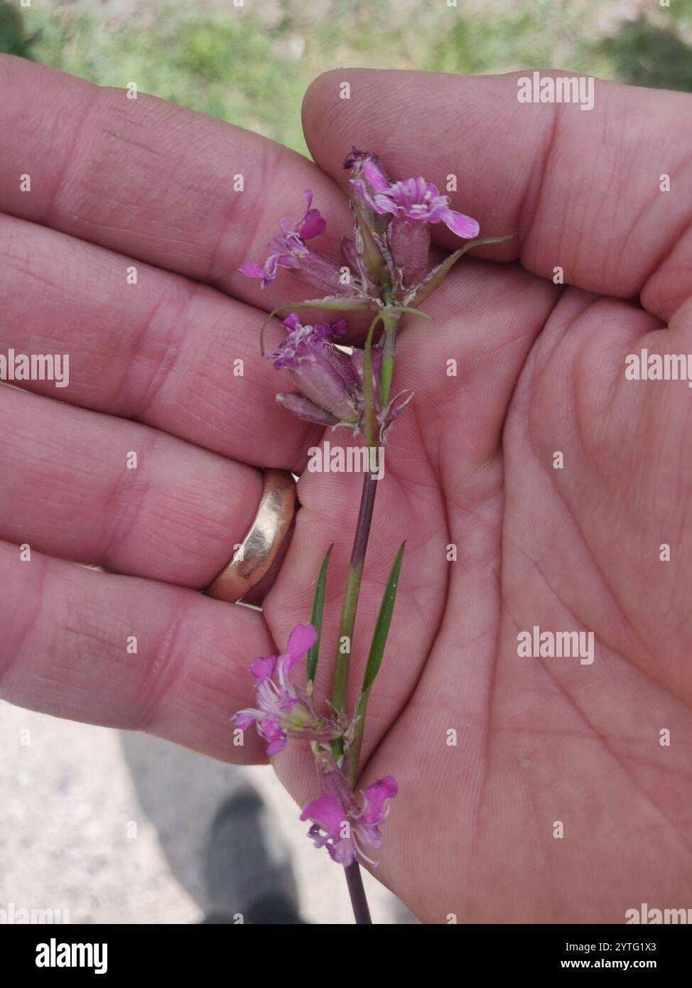 Sticky Catchfly (Viscaria vulgaris Stock Photo - Alamy