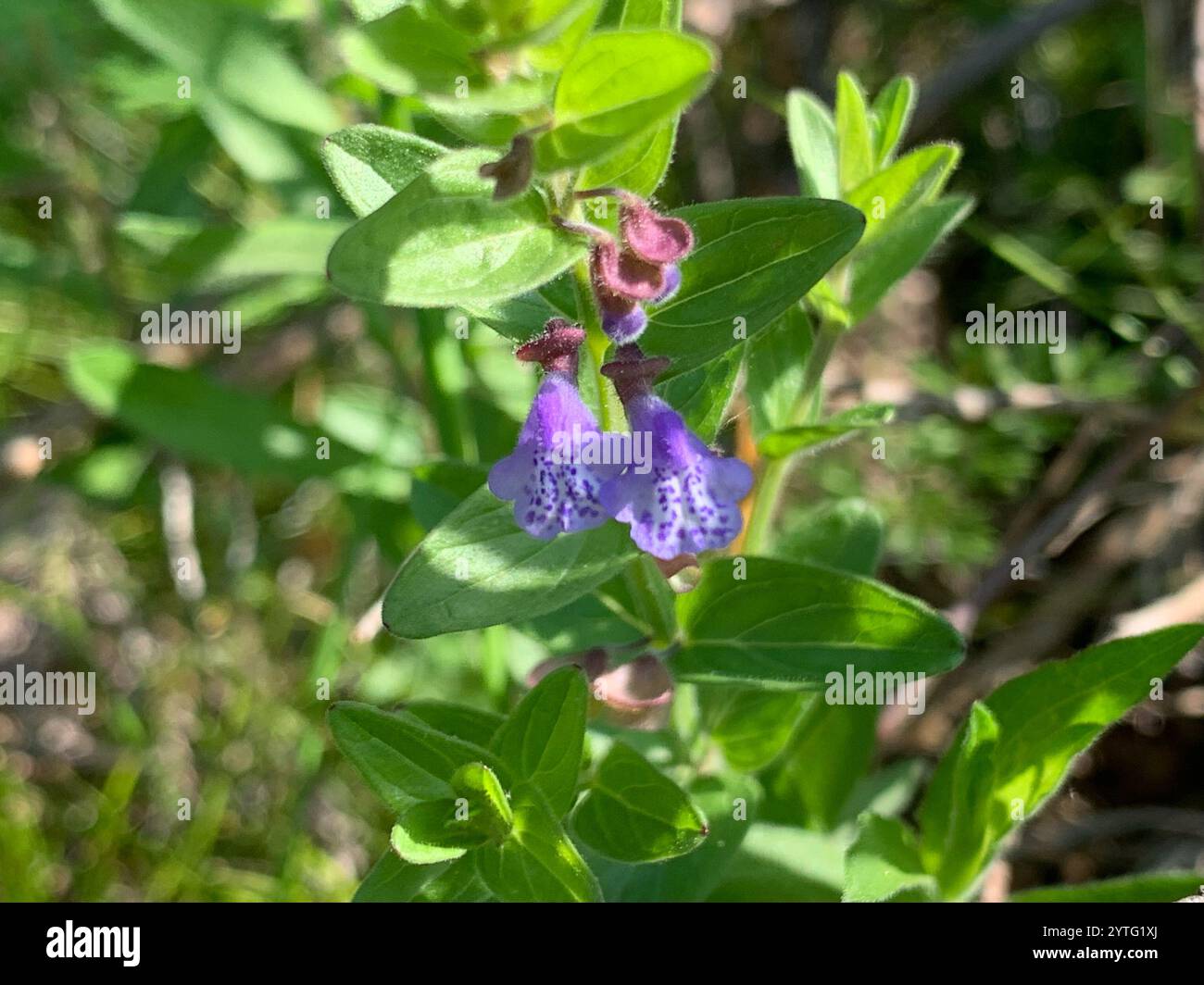 Scutellaria parvula hi-res stock photography and images - Alamy