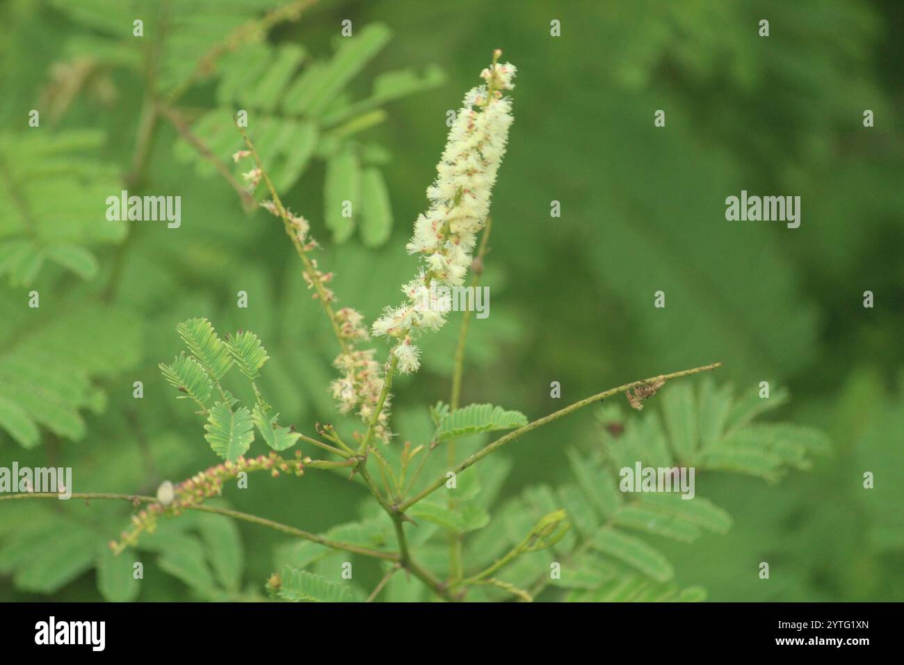 Senegalia catechu hi-res stock photography and images - Alamy